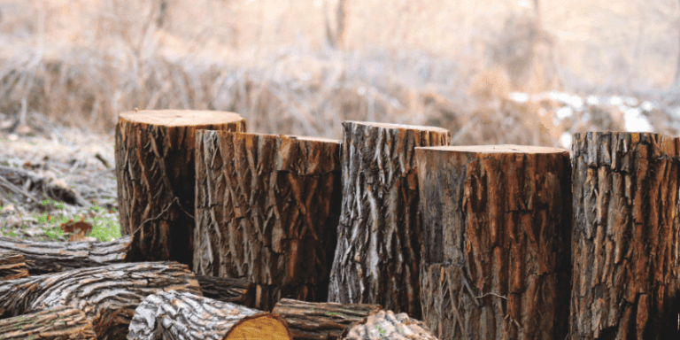 How to Identify Wood Logs: A Beginner's Guide