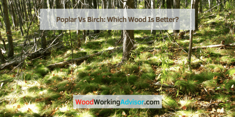 Poplar Vs Birch: Which Wood Is Better?