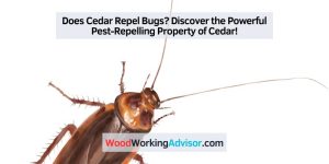 Does Cedar Repel Bugs? Discover the Powerful Pest-Repelling Property of ...