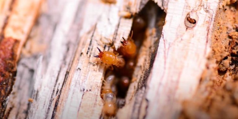 How Do You Know If You Have Termites: Signs and Symptoms