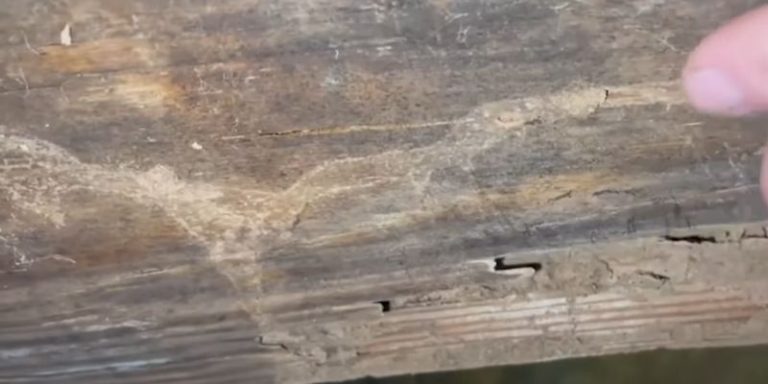 How Do You Know If You Have Termites: Signs and Symptoms