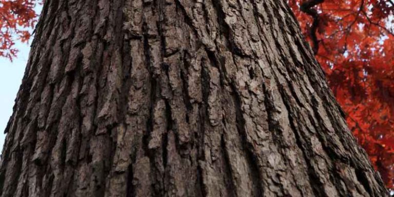 Oak Vs Maple Tree: Which Wood Reigns Supreme?