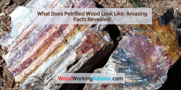 What Does Petrified Wood Look Like: Amazing Facts Revealed!
