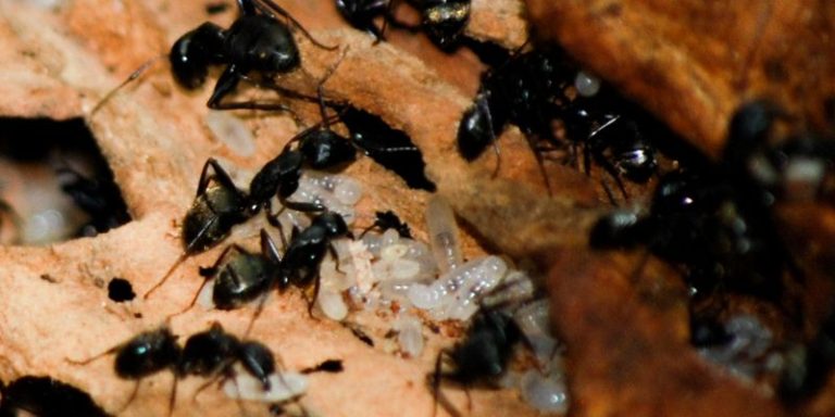 Do Carpenter Ants Eat Wood: Debunking the Myth