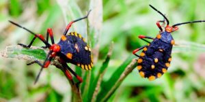 Does Cedar Repel Bugs? Discover the Powerful Pest-Repelling Property of ...