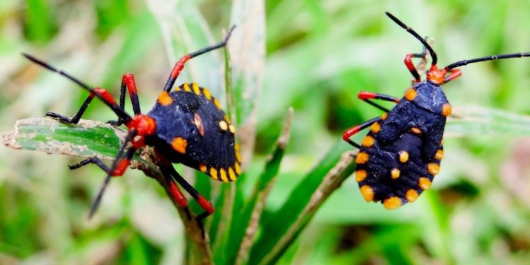 Does Cedar Repel Bugs? Discover the Powerful Pest-Repelling Property of ...
