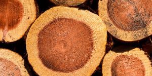 Does Cedar Repel Bugs? Discover the Powerful Pest-Repelling Property of ...