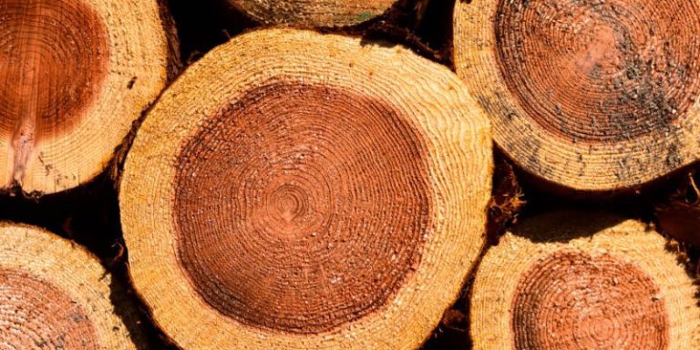 Does Cedar Repel Bugs? Discover the Powerful Pest-Repelling Property of ...