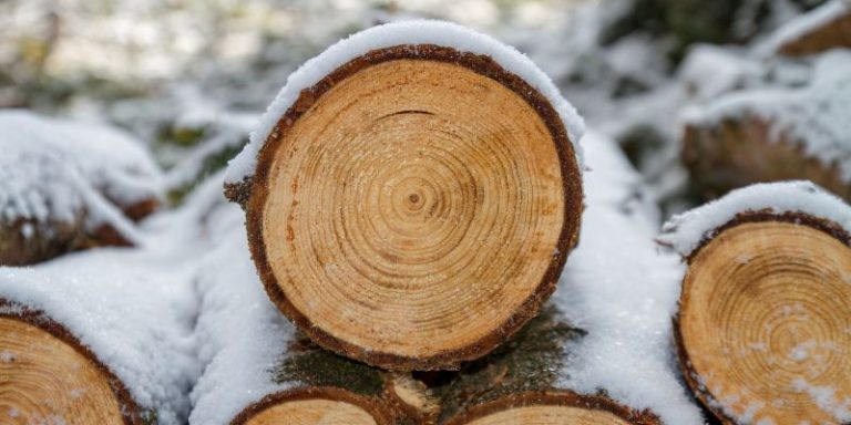 Douglas Fir Vs Southern Yellow Pine Strength: Unveiling the Superior ...
