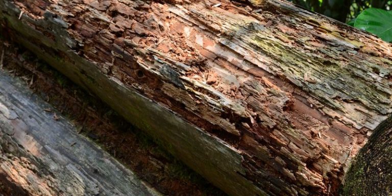 Is Hemlock Rot Resistant: The Ultimate Guide to Long-Lasting Wood