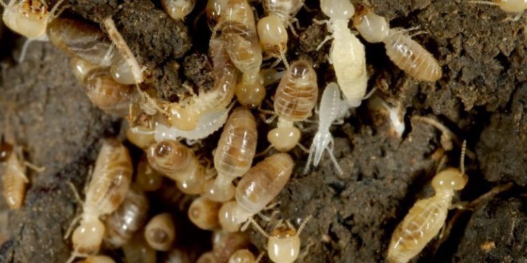 What Do Termites Look Like: Revealing the Truth about their Appearance