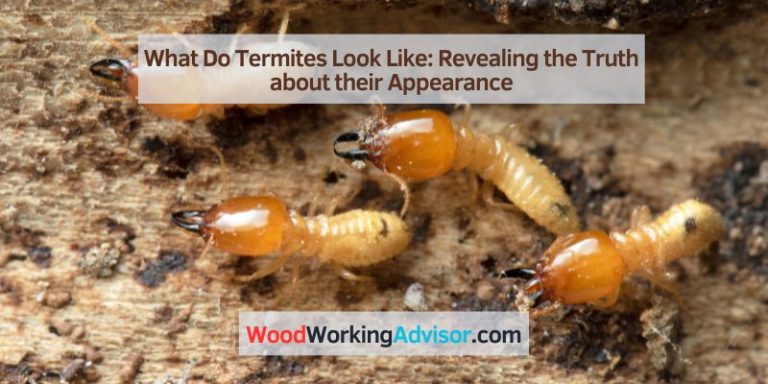 What Do Termites Look Like: Revealing the Truth about their Appearance