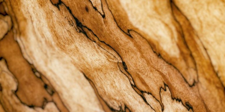 What is Spalting in Wood: The Mesmerizing Transformation of Timber