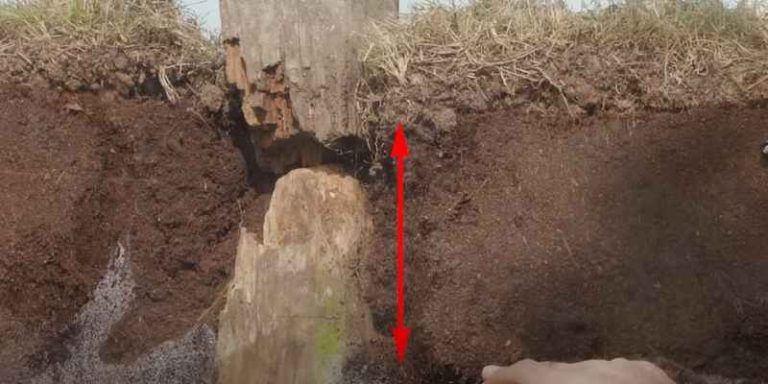 How To Prevent Wood From Rotting The Ground: Tips for Long-lasting ...