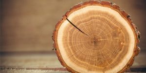 How to Preserve Bark on Wood Projects: Expert Tips