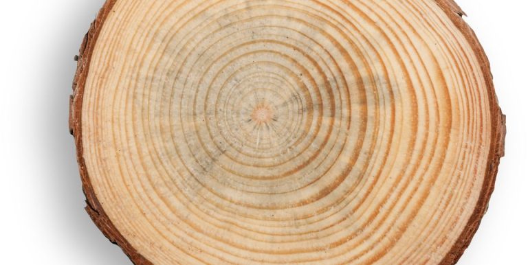 How to Preserve Bark on Wood Projects: Expert Tips