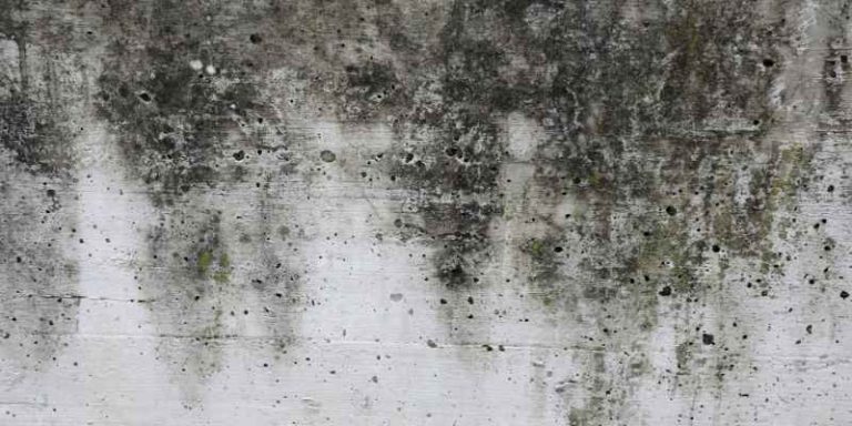 Laminate Floor Mold: Everything You Need to Know