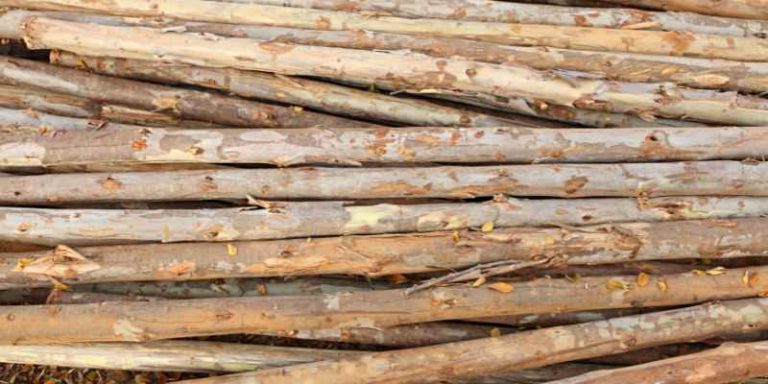 Can You Cook With Sweet Gum Wood: Ultimate Guide