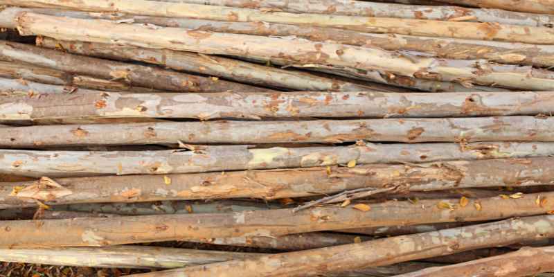 Can You Cook With Sweet Gum Wood: Ultimate Guide