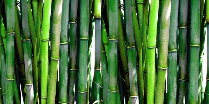 Is Bamboo Wood Strong? Discover Its Incredible Strength