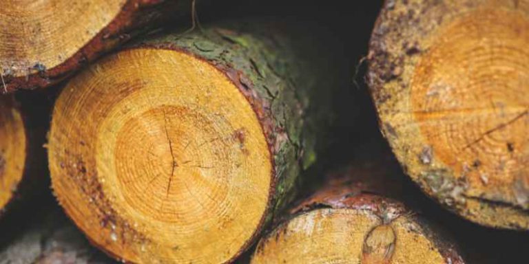 Is Willow Wood Good for Anything: Benefits Unveiled