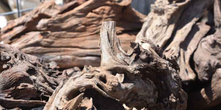 What Does Cherry Wood Smell Like: Discover the Sensory Delights