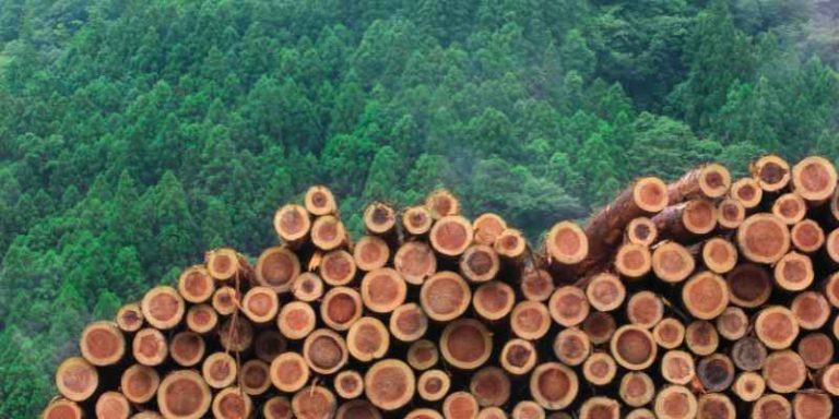 What Wood Smells the Best? Discover the Power of Fragrant Woods