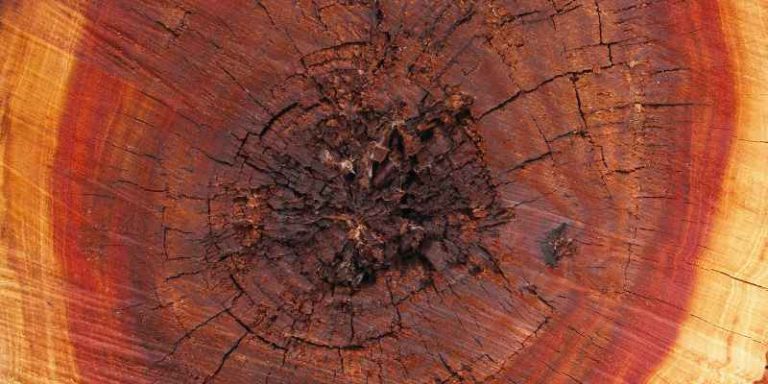 What is Pith in Wood: Understanding the Core