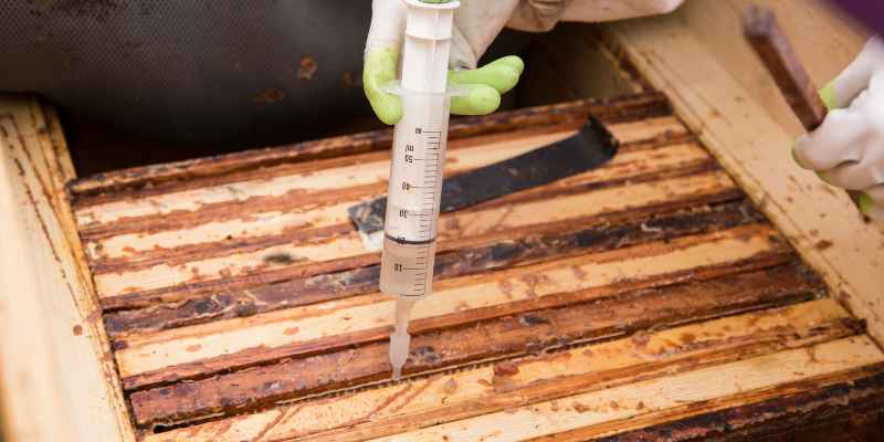 Will Polyurethane Kill Bugs in Wood? Protect & Preserve Your Wood Now!