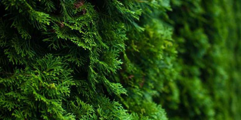 Are Cedar Trees Evergreen?: Unveiling Nature’s Perennials