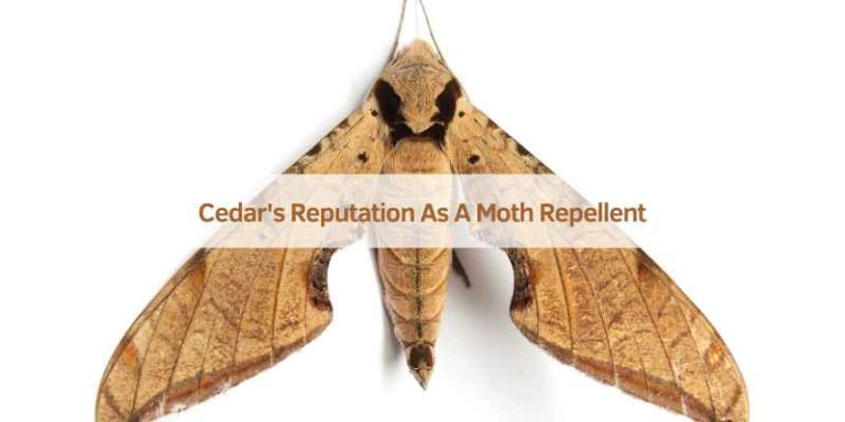 Does Cedar Help With Moths: Uncover the Truth!