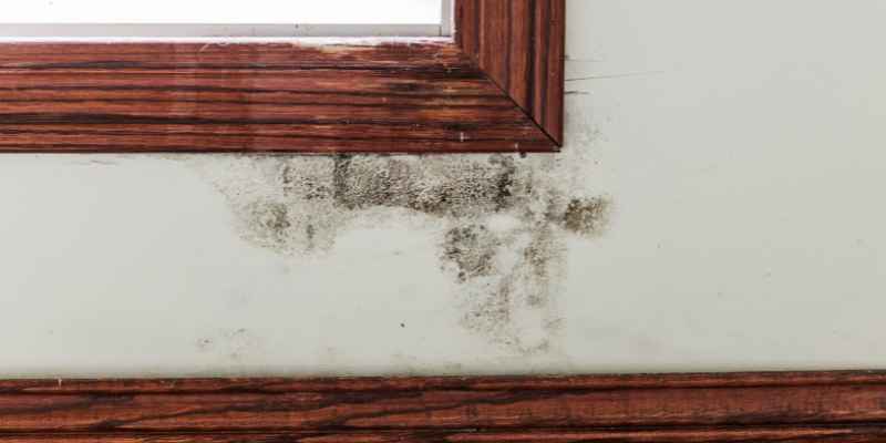 Does Cedar Prevent Mold? Uncover the Truth Today