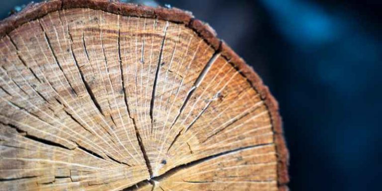 Does Wood Expand in Cold or Heat? Expert Explains the Phenomenon!