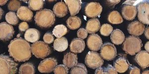 Does Wood Expand in Cold or Heat? Expert Explains the Phenomenon!