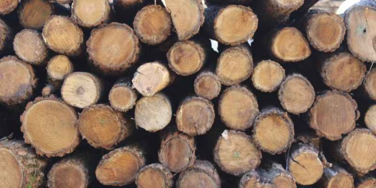 Does Wood Expand in Cold or Heat? Expert Explains the Phenomenon!