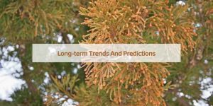How Do Cedar Trees Release Pollen: Seasonal Allergy Alert