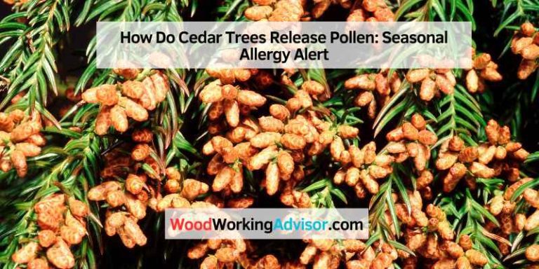 How Do Cedar Trees Release Pollen: Seasonal Allergy Alert – Woodworking ...
