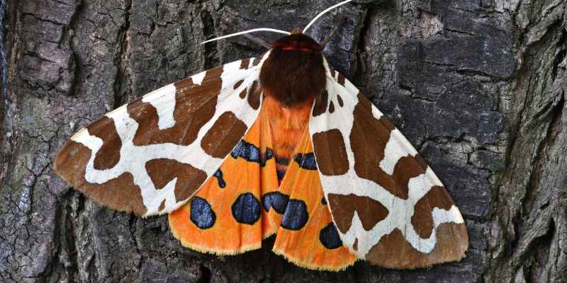 How Much Cedar to Repel Moths: Effective Strategies