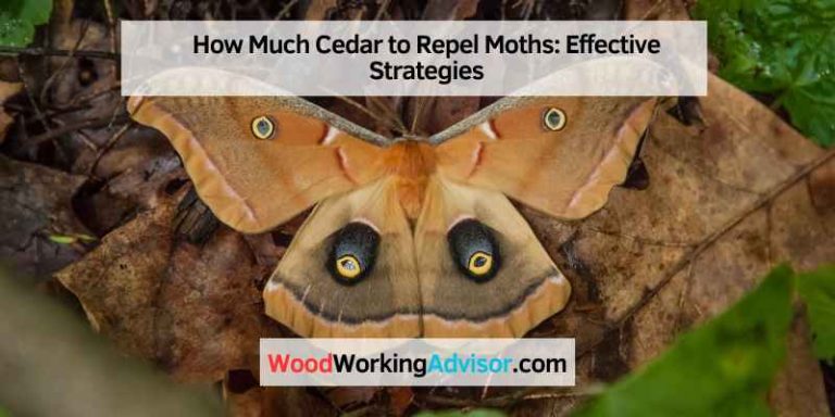 How Much Cedar to Repel Moths: Effective Strategies