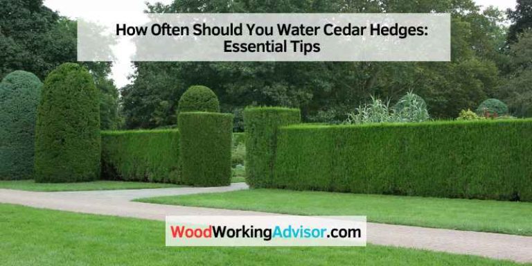 How Often Should You Water Cedar Hedges: Essential Tips