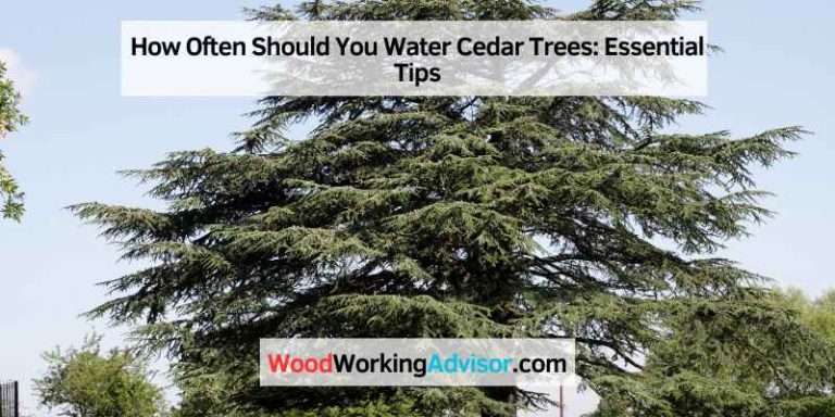 How Often Should You Water Cedar Trees: Essential Tips