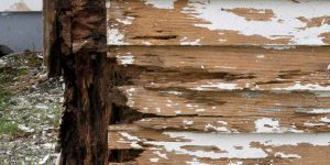 How To Determine if Wood is Rotten: Expert Tips for Spotting Decay