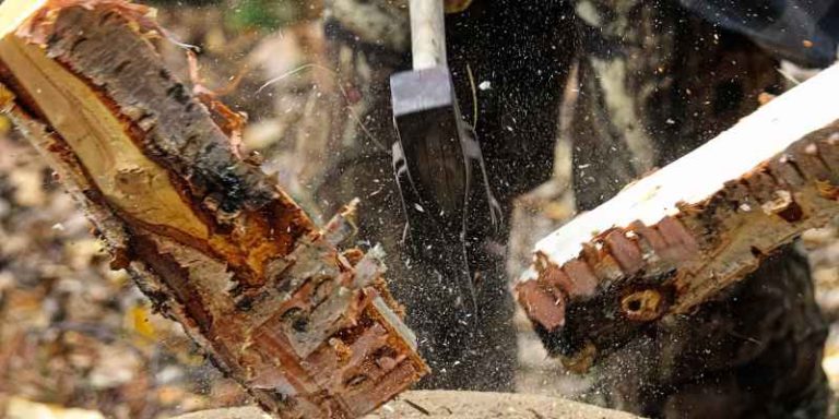 Is Birch a Hard Or Soft Wood: Expert Tips