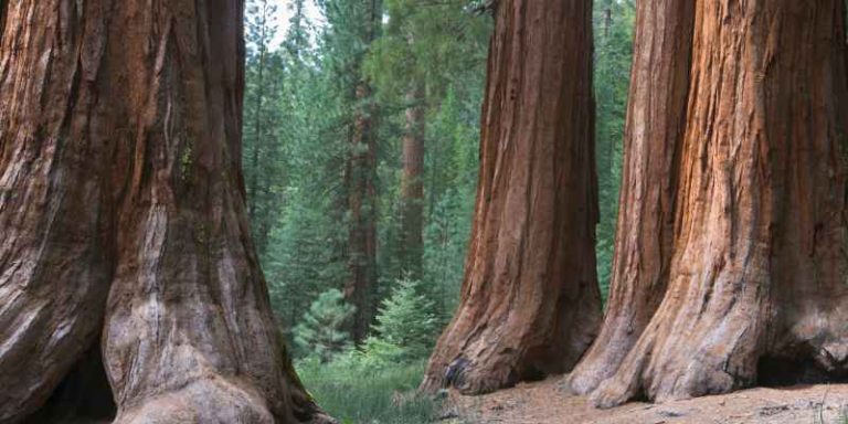 Is Redwood A Hardwood? Discover Its Strength and Durability