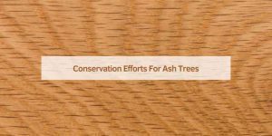 Types of Ash Wood: Discover the Best Varieties for Your Project