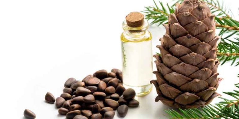 What Cedar Smells the Best? Discover the Aromatic Secrets