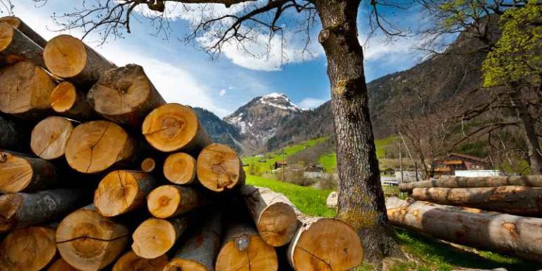 What Does Maple Wood Smell Like? Discover Its Alluring Aroma!