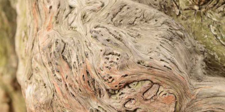 What is Burl Wood How Much is It Worth? Uncovering the Hidden Value