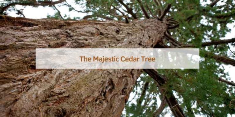 What is the Meaning of Cedar Tree: Symbolism Unveiled