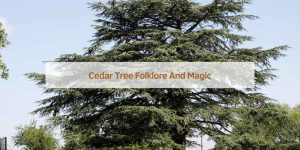 What is the Meaning of Cedar Tree: Symbolism Unveiled